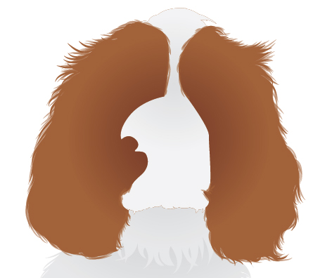 Creating a Detailed Furry Dog Portrait with Art Brushes | Envato Tuts+
