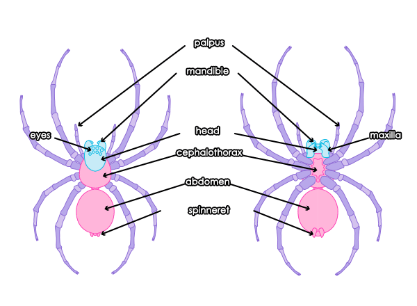 How to Draw Animals: Spiders, Popular Species, Anatomy and Movement ...