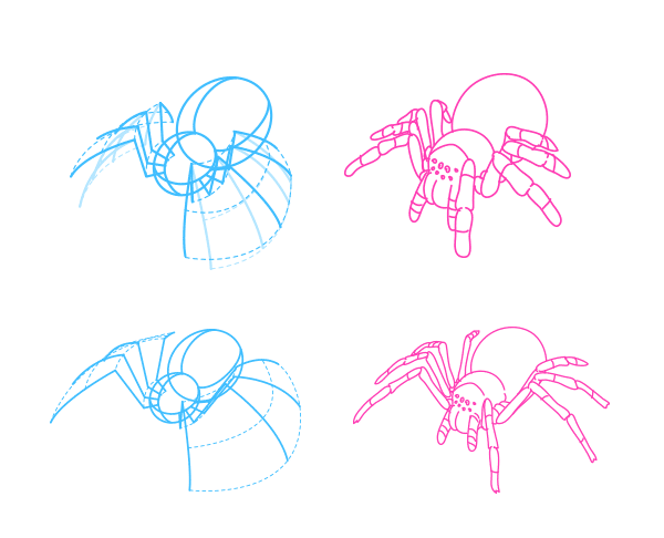 How to Draw Animals: Spiders, Popular Species, Anatomy and Movement ...