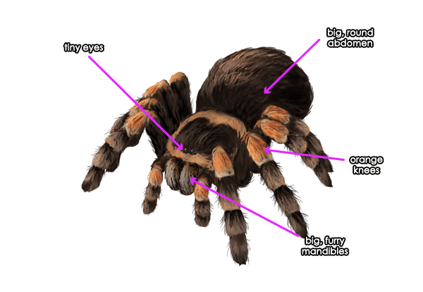 How to Draw Animals: Spiders, Popular Species, Anatomy and Movement ...