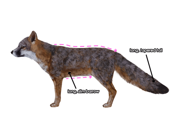 How to Draw Animals: Foxes | Envato Tuts+