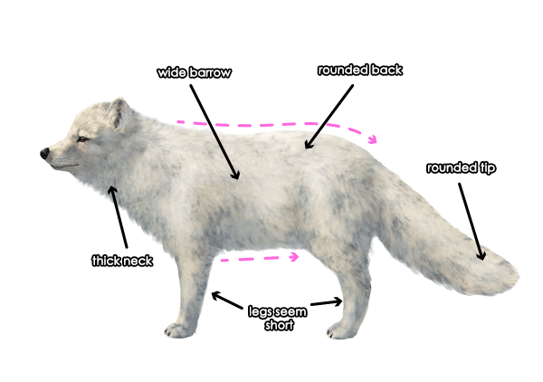 How to Draw Animals: Foxes | Envato Tuts+