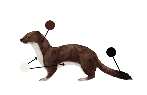 How to Draw Animals: Weasels, Stoats, Minks, Polecats and Ferrets ...