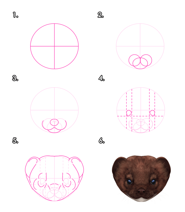 How to Draw Animals: Weasels, Stoats, Minks, Polecats and Ferrets ...