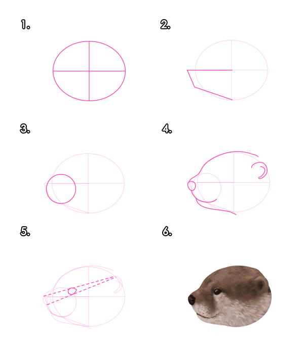 How to Draw Animals: Wolverines, Badgers, Otters and Martens | Envato Tuts+