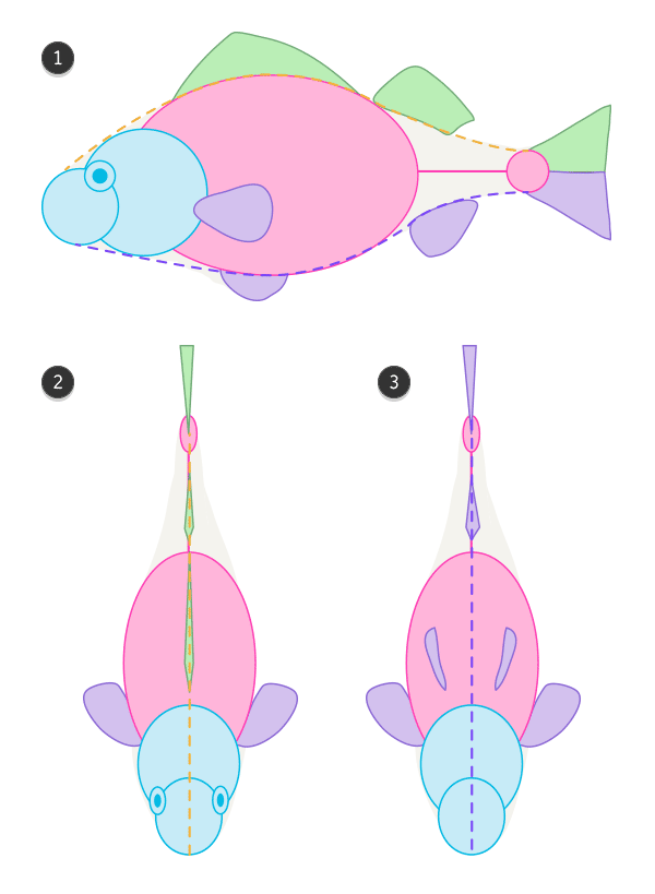 How to Draw Animals: Fish and Sharks | Envato Tuts+
