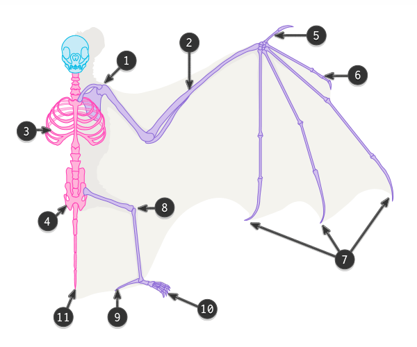 How to Draw Animals: Bats | Envato Tuts+