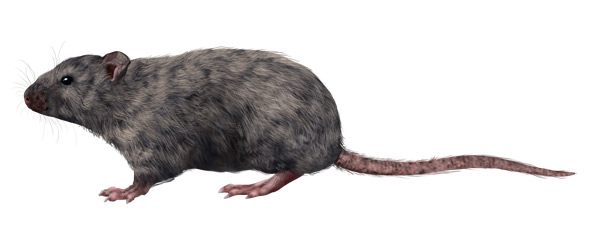 How to Draw Animals: Small Rodents and Their Anatomy | Envato Tuts+