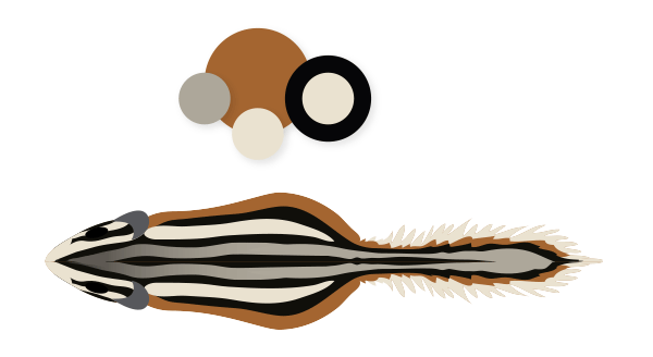 How to Draw Animals: Small Rodents and Their Anatomy | Envato Tuts+