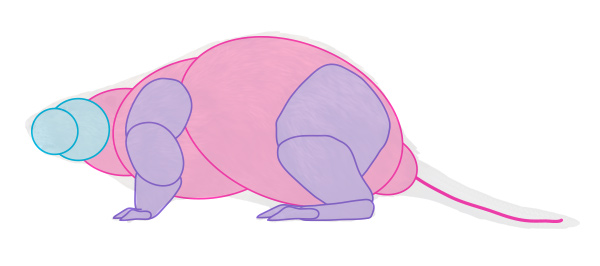 How to Draw Animals: Big Rodents and Their Anatomy | Envato Tuts+