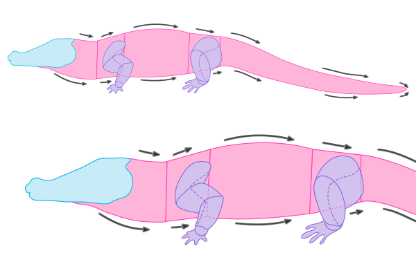 How to Draw Animals: Crocodiles, Alligators, Caimans and Gharials ...
