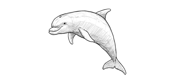 How to Draw a Dolphin Step by Step | Envato Tuts+