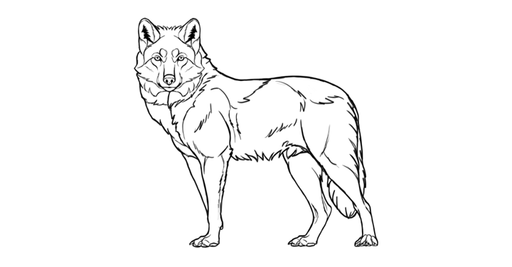 How to Draw a Wolf Step by Step | Envato Tuts+