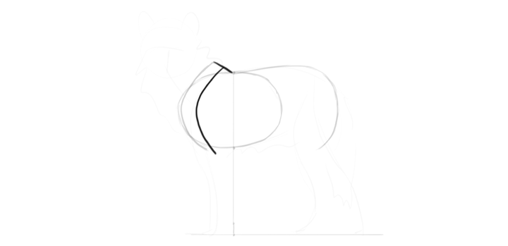 Cómo dibujar un lobo paso a paso | Envato Tuts+