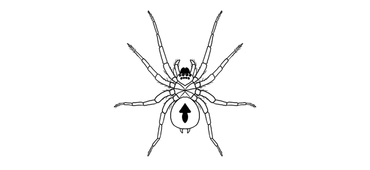 How to Draw a Spider, Step by Step | Envato Tuts+