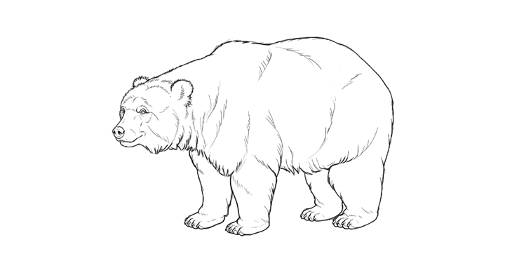 Cómo Dibujar un Oso