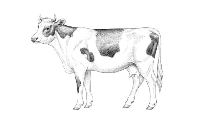 How to Draw a Cow | Envato Tuts+