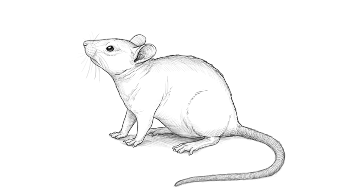 How to Draw a Mouse | Envato Tuts+
