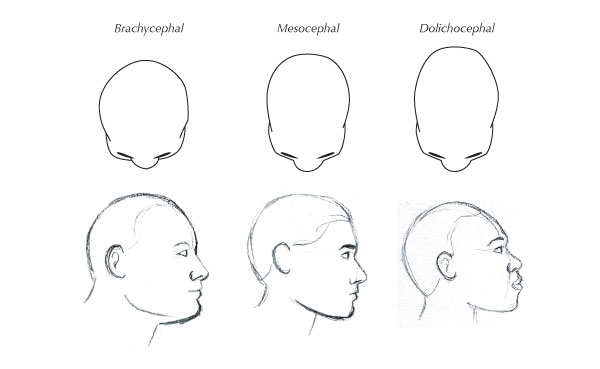 Human Anatomy Fundamentals: Advanced Facial Features | Envato Tuts+