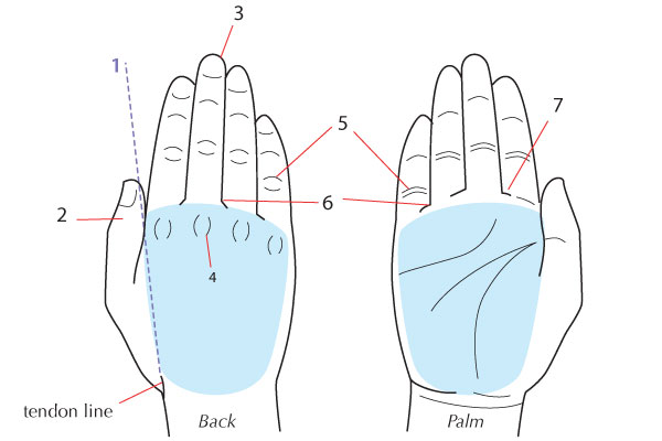 Human Anatomy Fundamentals: How to Draw Hands | Envato Tuts+