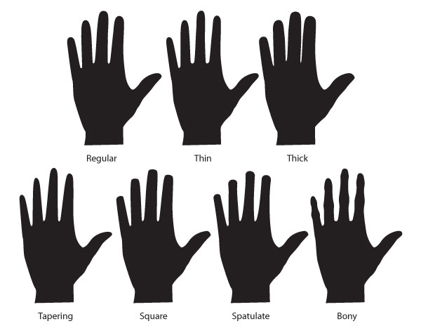 Human Anatomy Fundamentals: How to Draw Hands | Envato Tuts+