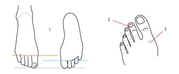 Human Anatomy Fundamentals: How to Draw Feet | Envato Tuts+