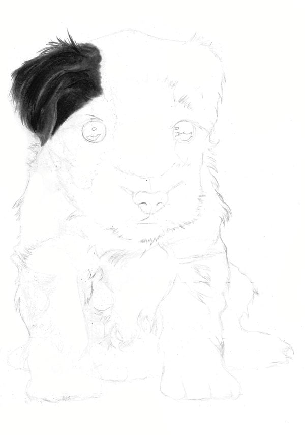 How to Draw and Render Realistic Fur With Pencils and Charcoal | Envato ...