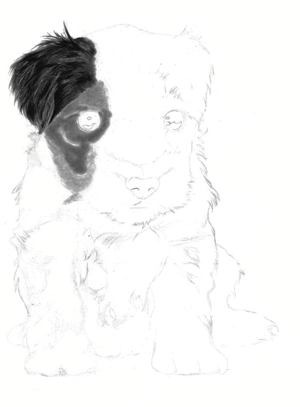 How to Draw and Render Realistic Fur With Pencils and Charcoal | Envato ...