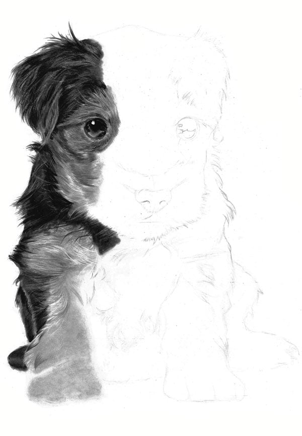 How to Draw and Render Realistic Fur With Pencils and Charcoal | Envato ...