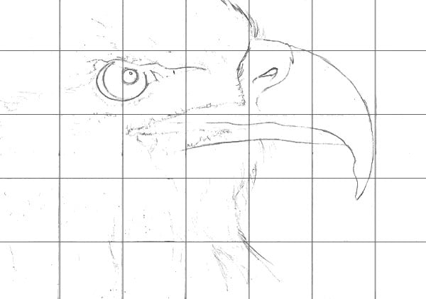 How to Draw a Realistic Bird Portrait in Pencil | Envato Tuts+