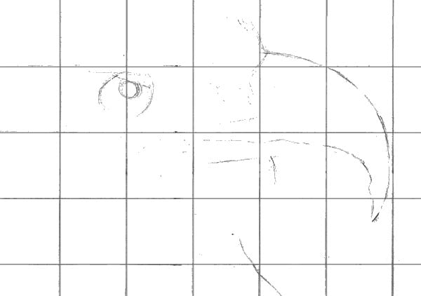 How to Draw a Realistic Bird Portrait in Pencil | Envato Tuts+
