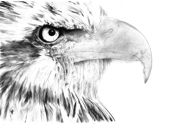 How to Draw a Realistic Bird Portrait in Pencil | Envato Tuts+