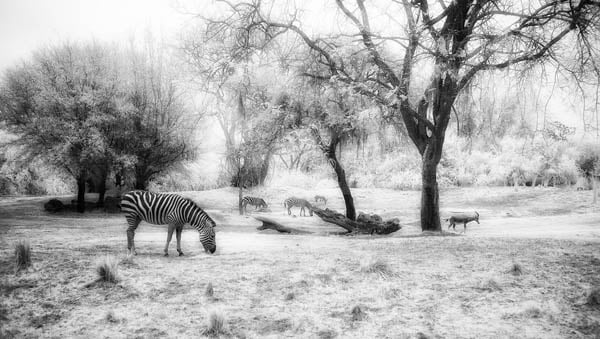 25 Examples of Infrared Photography | Envato Tuts+