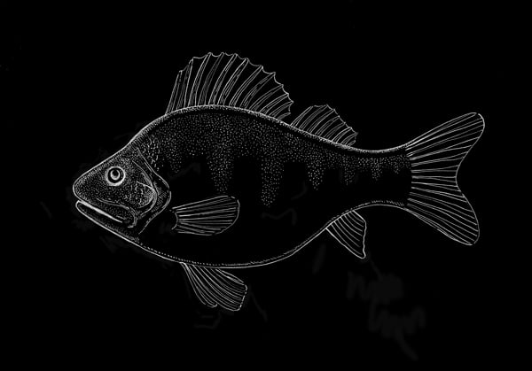 How to Draw a Perch With White Ink on Black Paper | Envato Tuts+