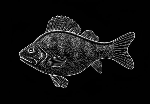 How to Draw a Perch With White Ink on Black Paper | Envato Tuts+