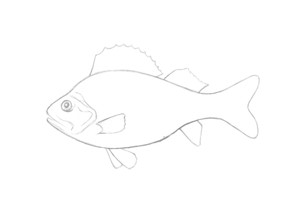 How to Draw a Perch With White Ink on Black Paper | Envato Tuts+
