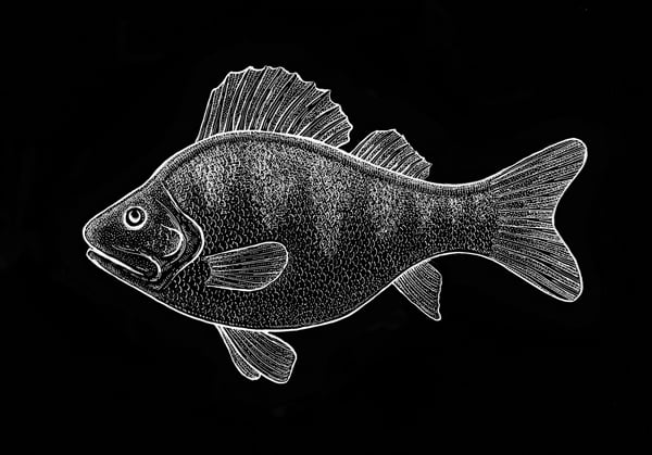 How to Draw a Perch With White Ink on Black Paper | Envato Tuts+