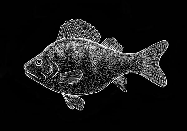How to Draw a Perch With White Ink on Black Paper | Envato Tuts+
