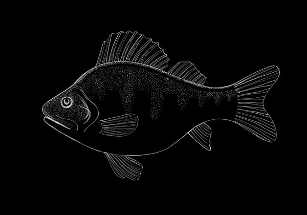 How to Draw a Perch With White Ink on Black Paper | Envato Tuts+