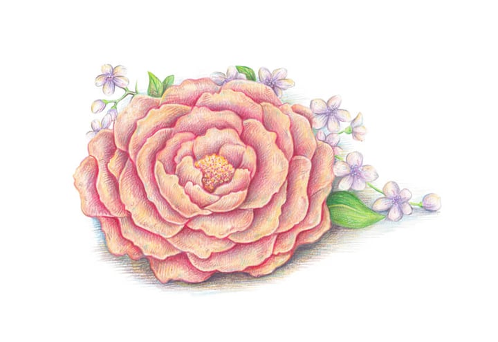 How to Draw Spring Flowers With Colored Pencils | Envato Tuts+