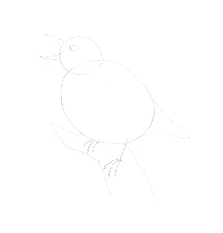 How to Draw a Bird Step by Step | Envato Tuts+