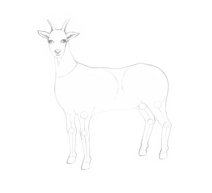 How to Draw a Goat Step by Step | Envato Tuts+