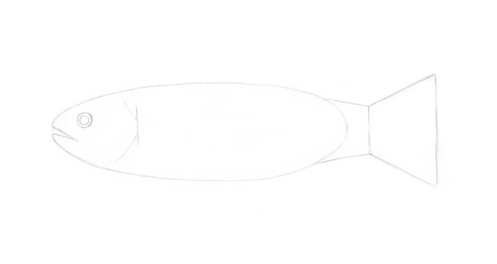 How to Draw a Fish | Envato Tuts+