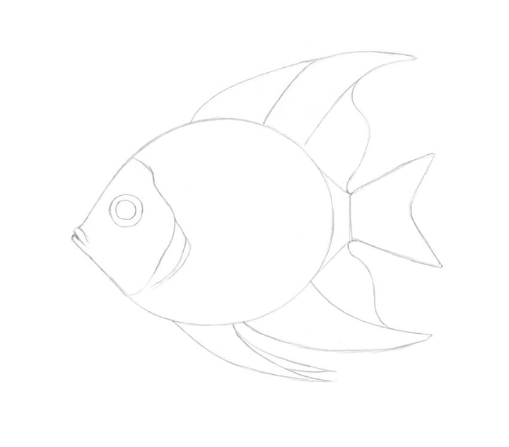 How to Draw a Tropical Fish | Envato Tuts+