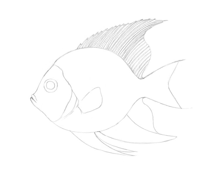 How to Draw a Tropical Fish | Envato Tuts+