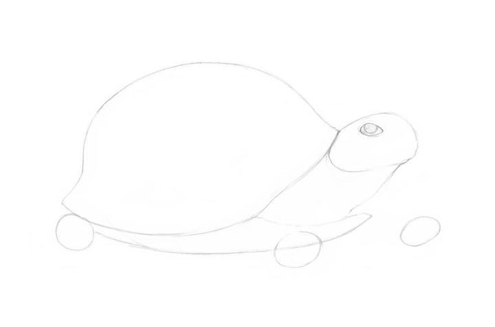 How to Draw a Turtle | Envato Tuts+