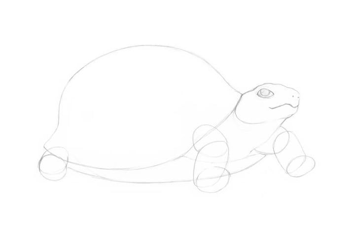 How to Draw a Turtle Shell - Donaldson Mostright