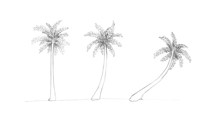 Cómo dibujar una palmera | Envato Tuts+