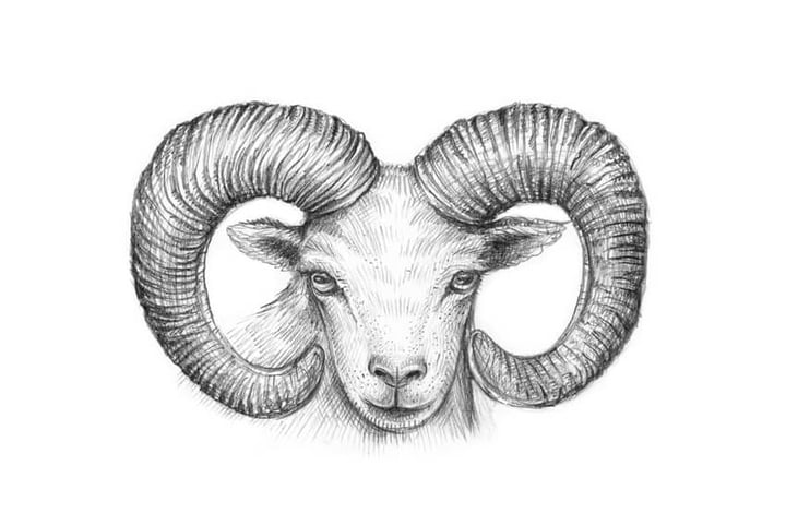 Como Desenhar uma Ovelha | Envato Tuts+