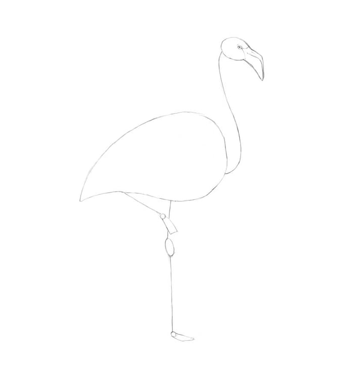 How to Draw a Flamingo | Envato Tuts+